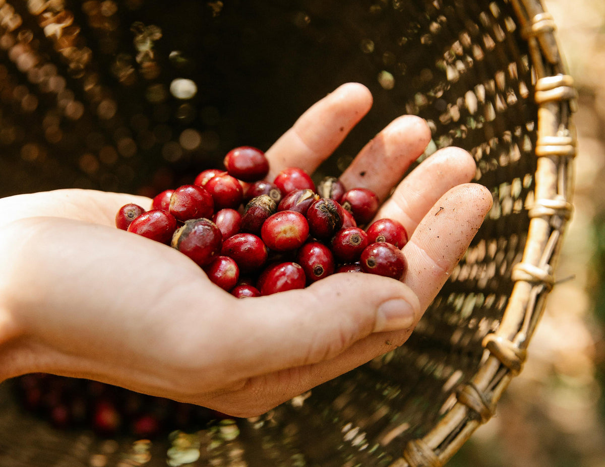 Our easy guide to coffee processing – Elsewhere Coffee